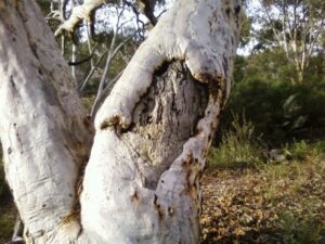 Wiradjuri Culture - www.visitlachlanshire.com.au