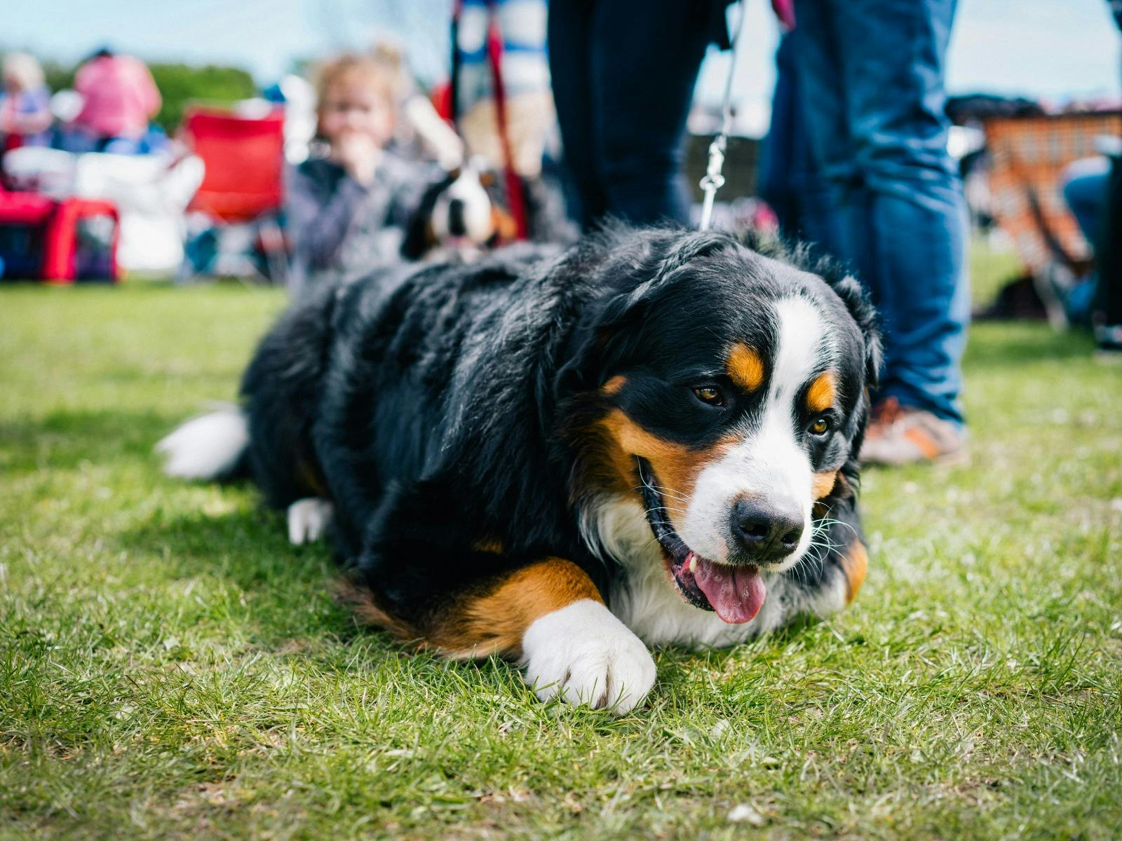 Condobolin All Breeds Championship Dog Show - www.visitlachlanshire.com.au